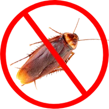 Expert Pest Control Services Covering South East Queensland | APEXE